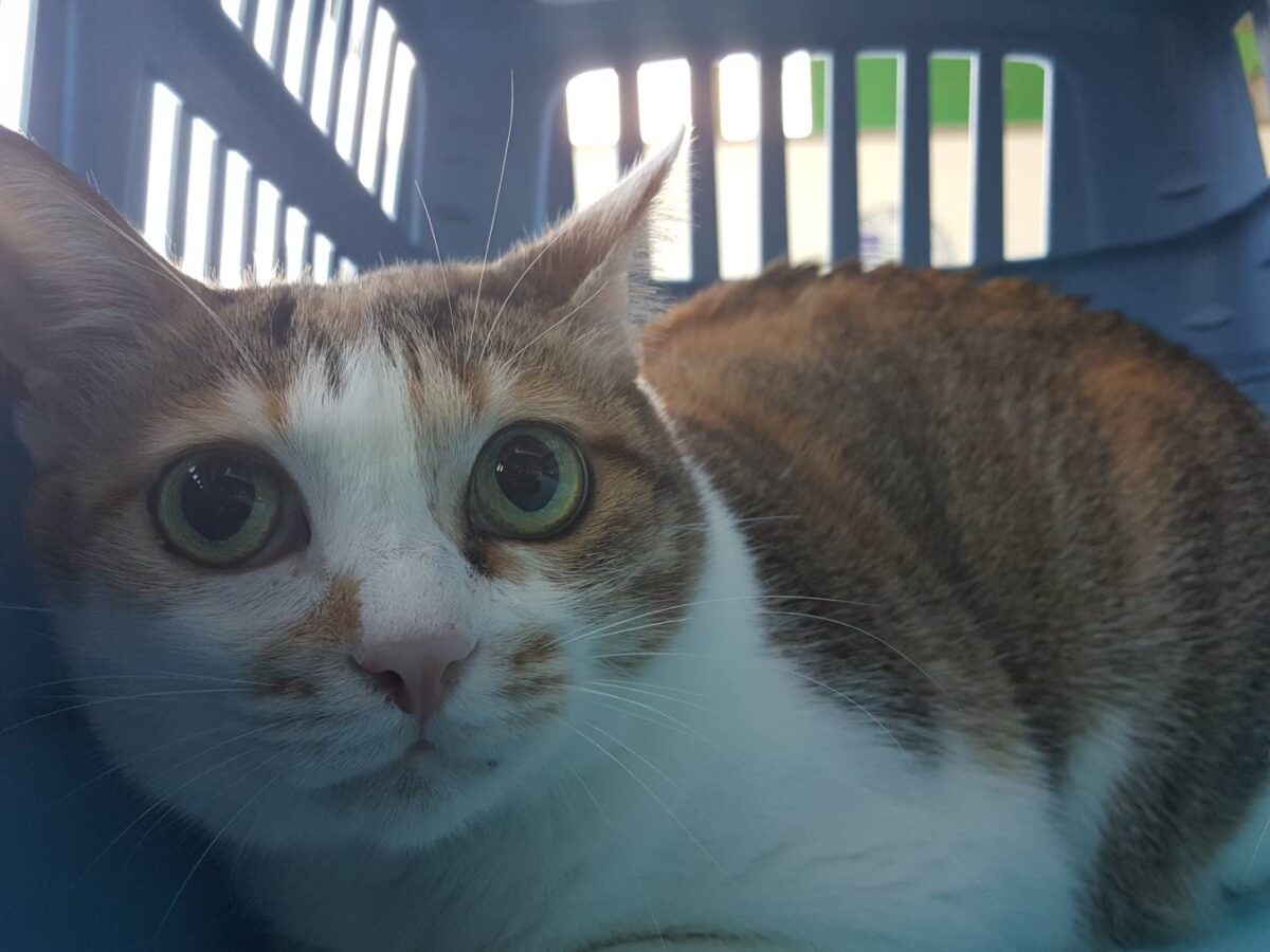 米克斯貓EFFY，隨主人移民越南胡志明市 - JET FAST PET 捷風犬貓空運｜寵物移民專業代辦